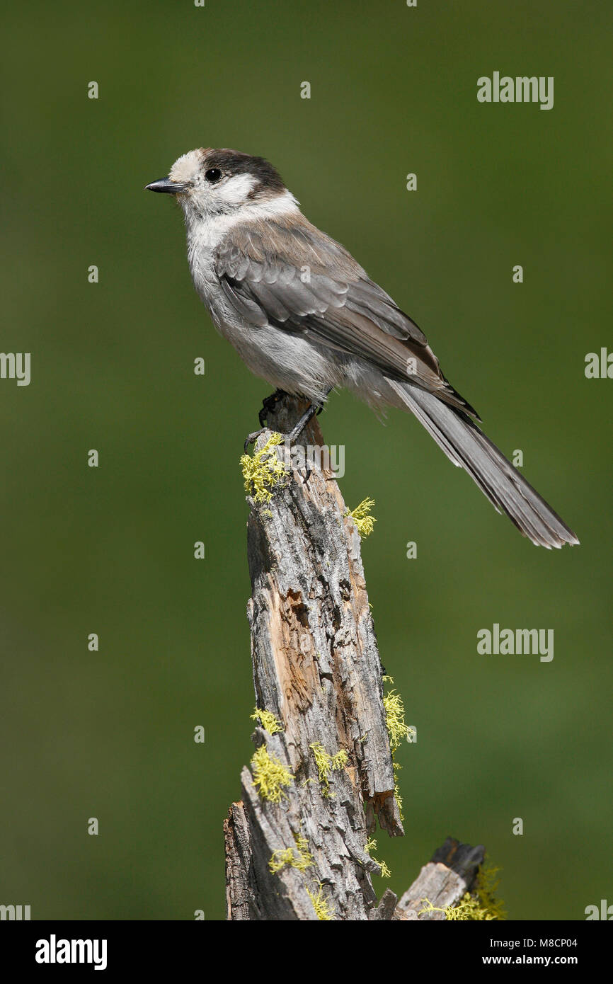 2006 adult adult hi-res stock photography and images - Alamy