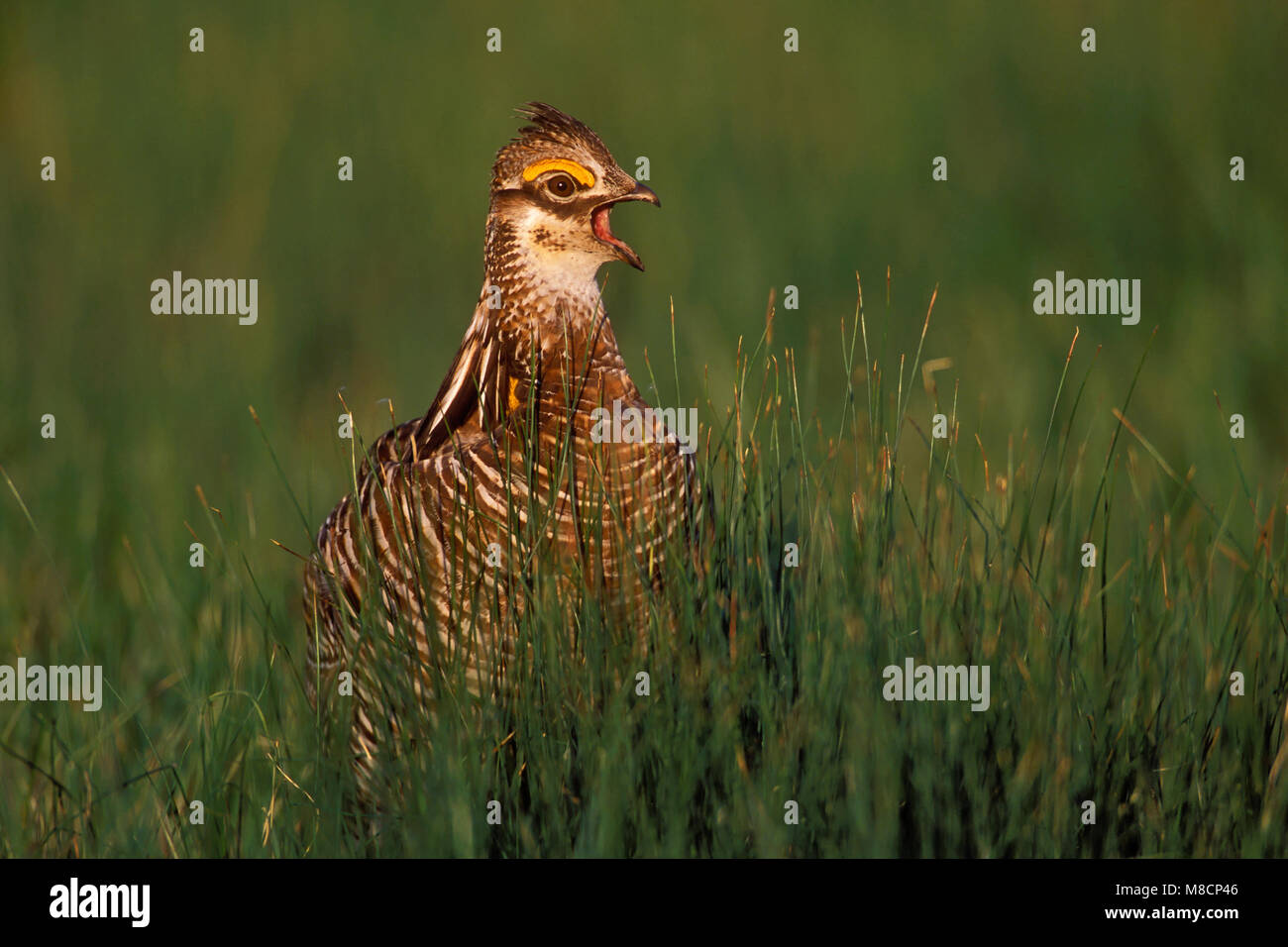 Brian clay hi-res stock photography and images - Alamy