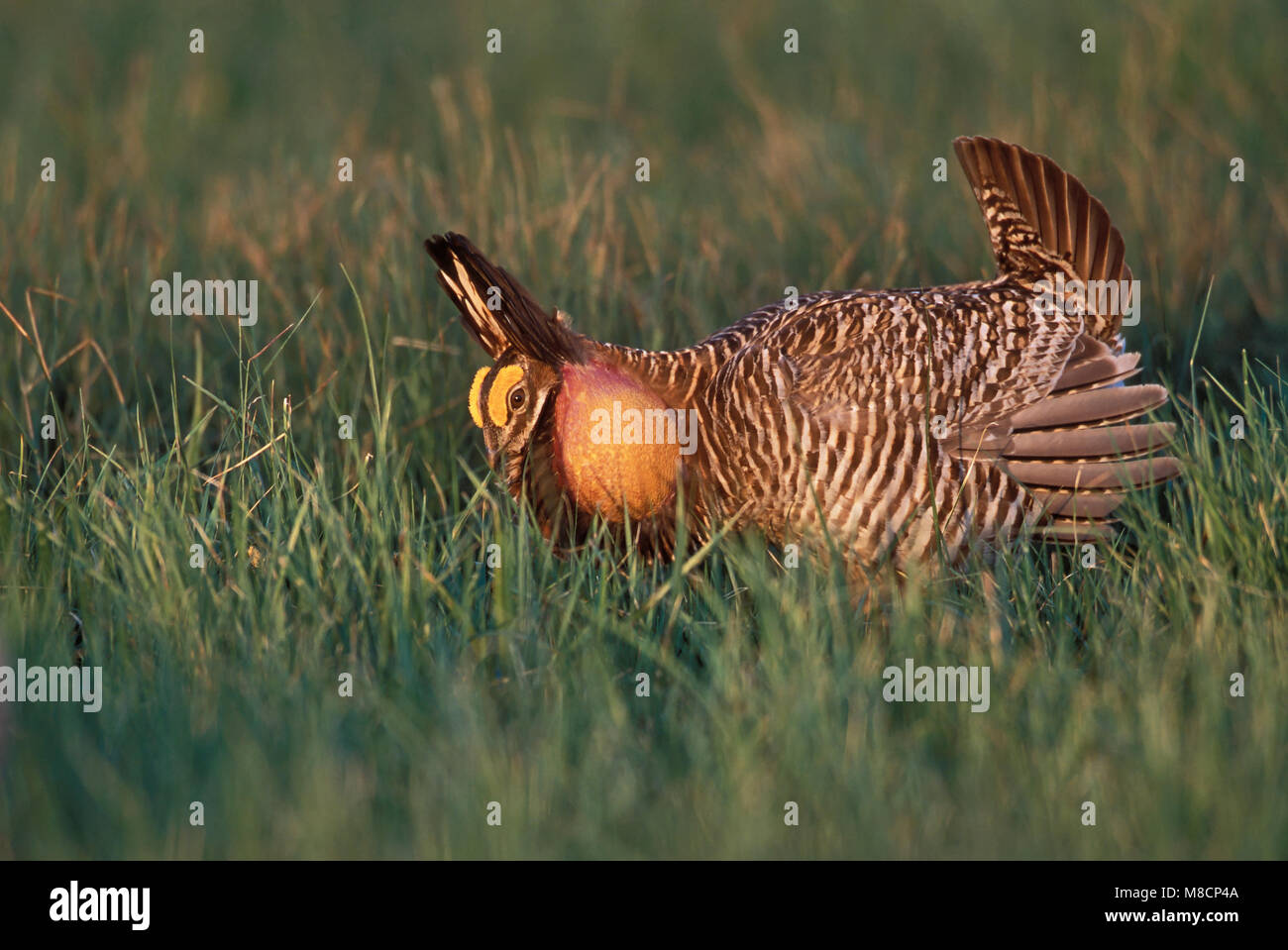 Adult male breeding Clay Co., MN June 2002 Stock Photo - Alamy