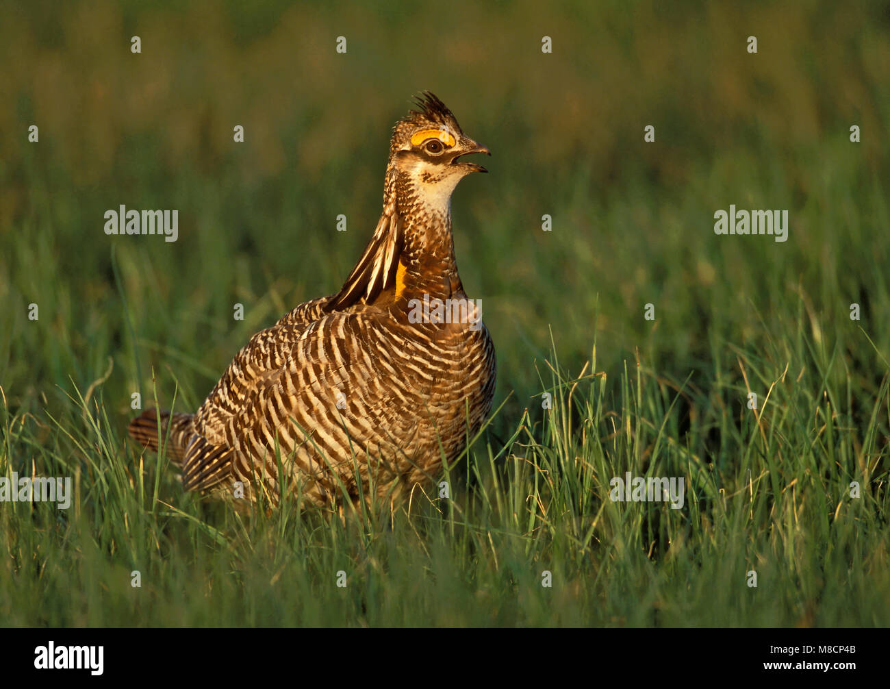 Adult male breeding Clay Co., MN June 2002 Stock Photo - Alamy