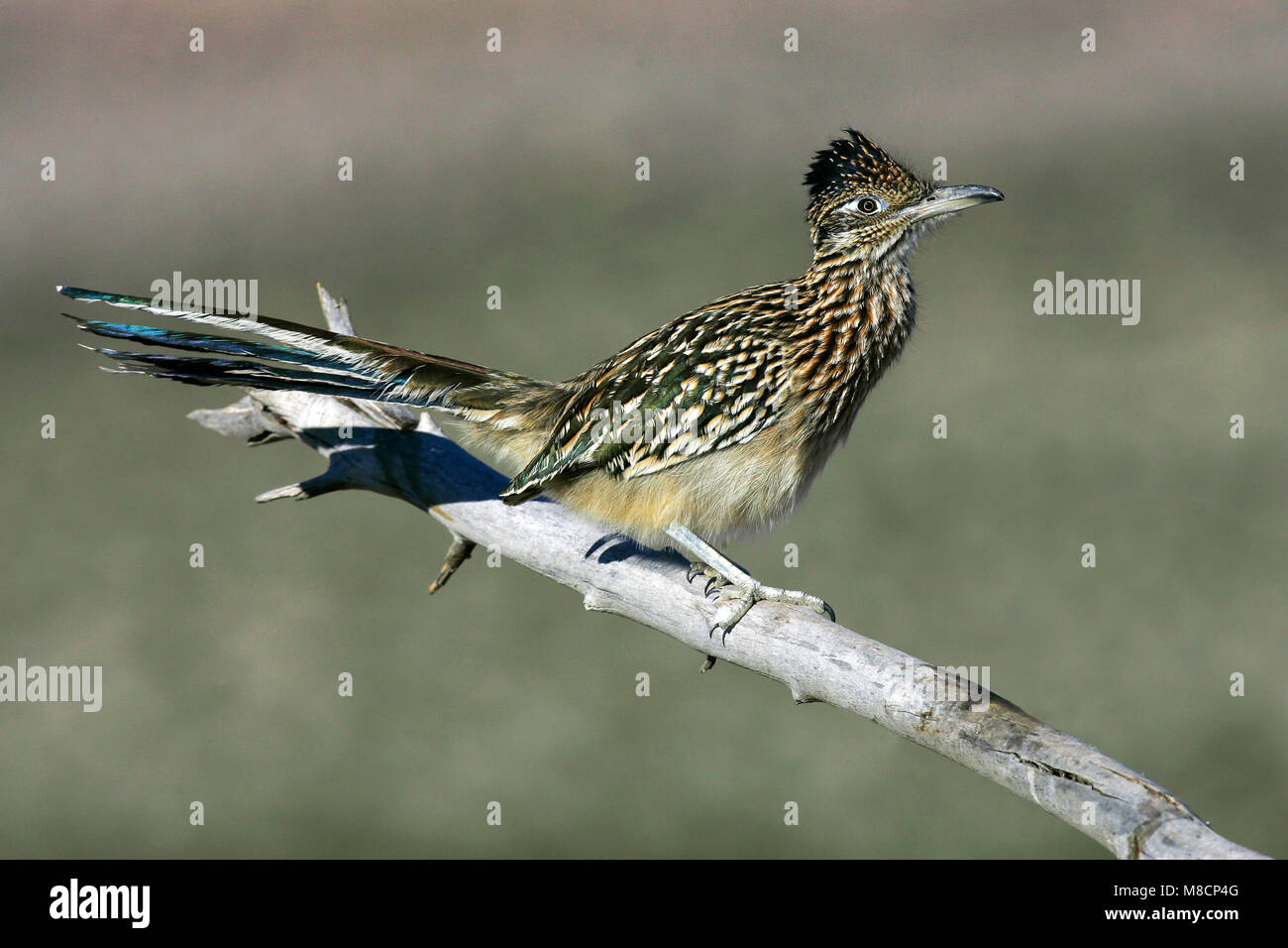 Adult roadrunner hi-res stock photography and images - Alamy