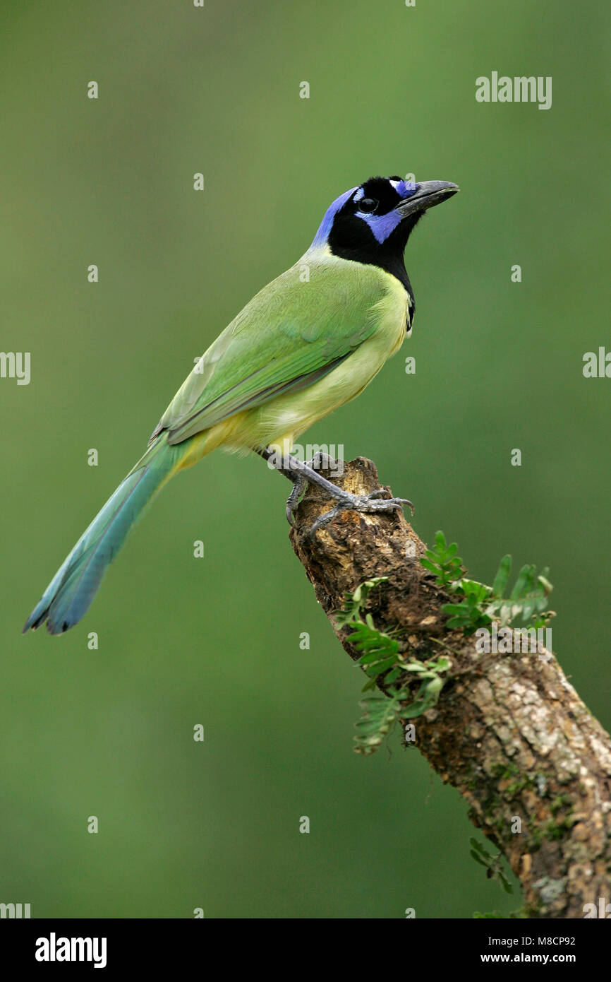 Luxuosus hi-res stock photography and images - Alamy