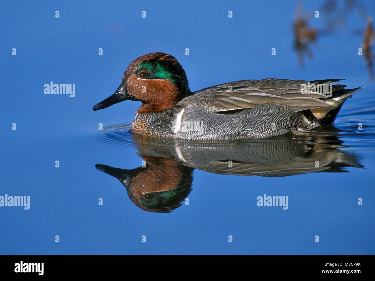 Adult male Orange Co., CA January 2000 Stock Photo - Alamy