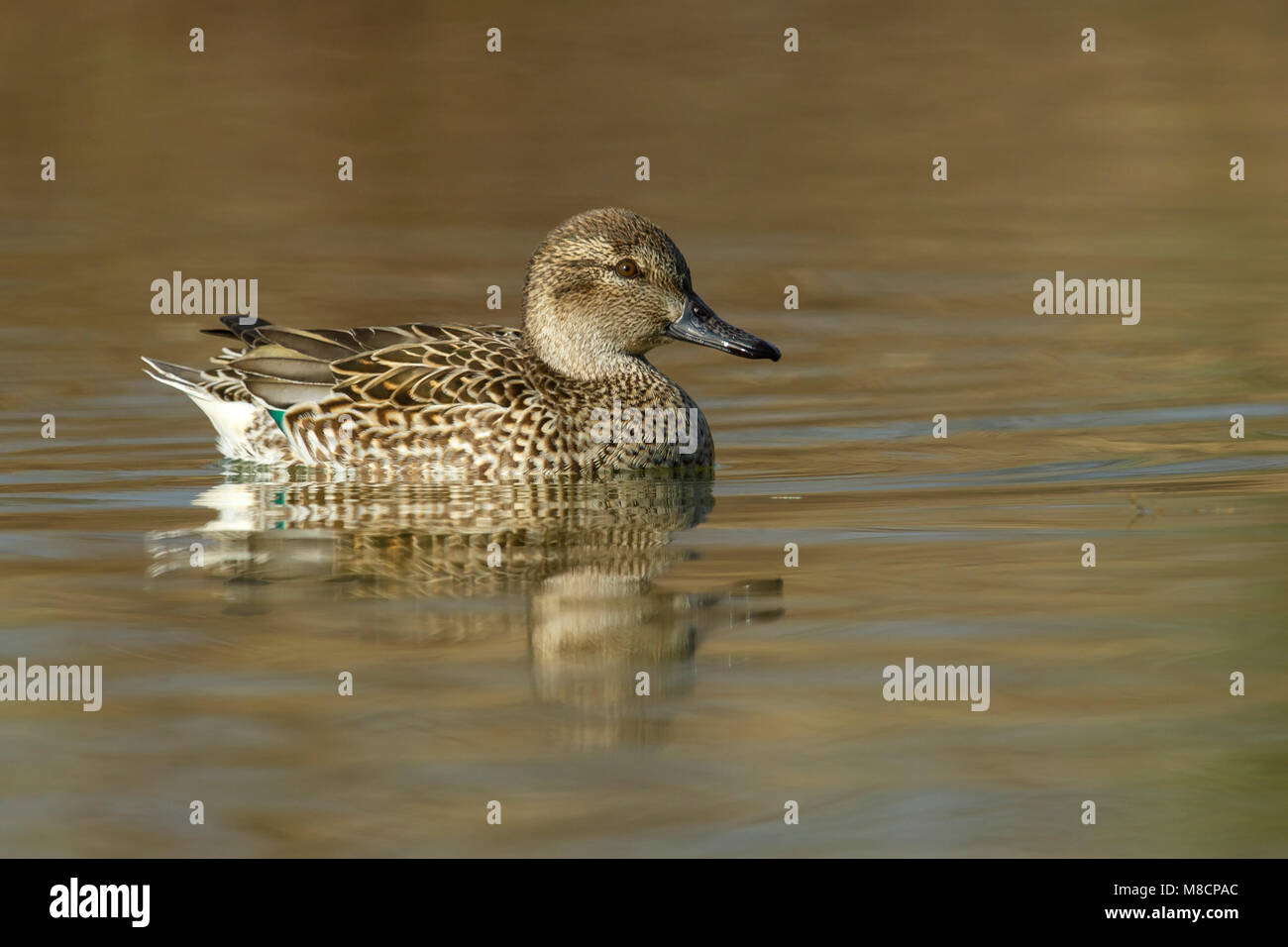 Amerikaanse wintertaling hi-res stock photography and images - Alamy