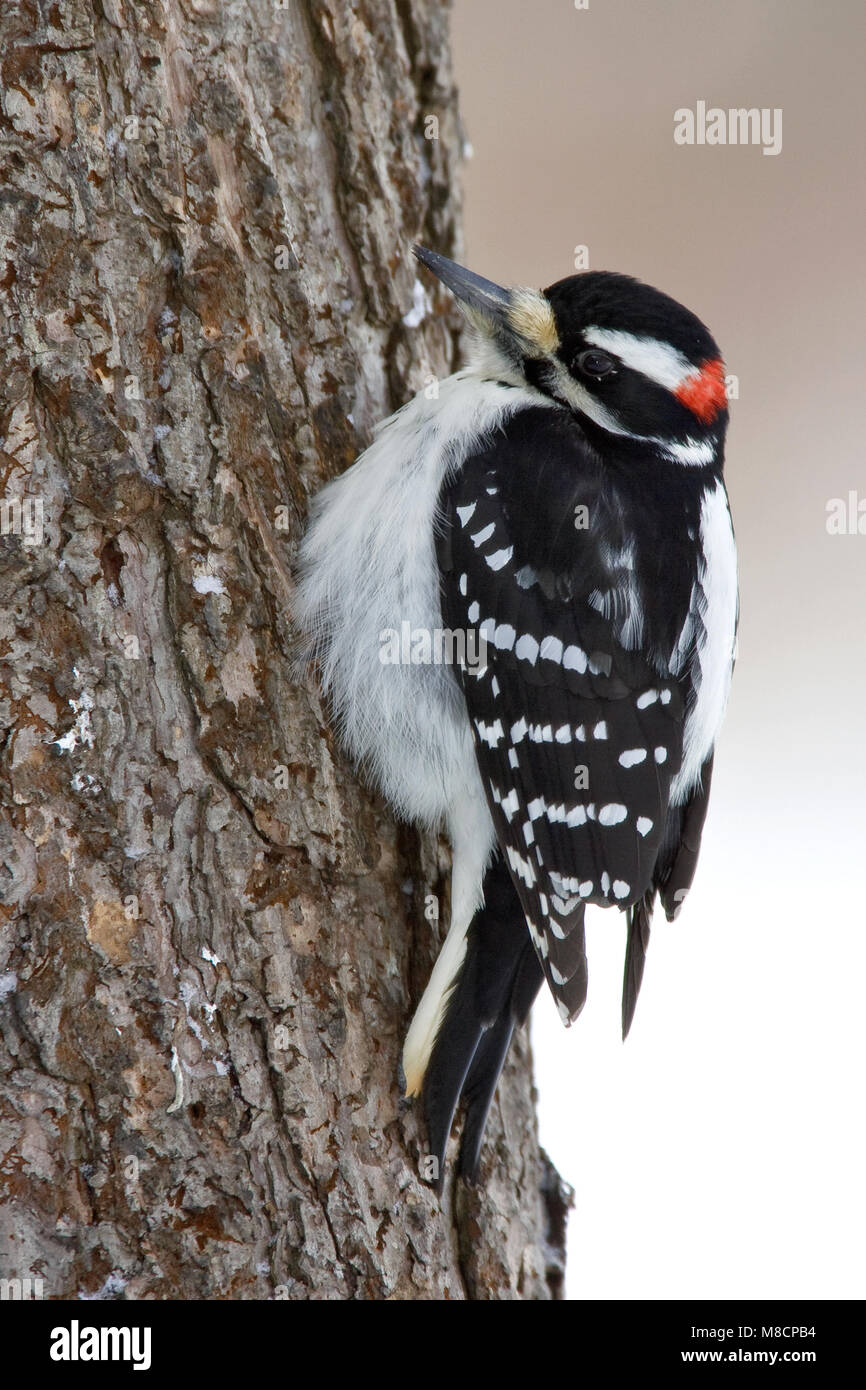 Adult male St. Louis Co., MN January 2005 Stock Photo - Alamy
