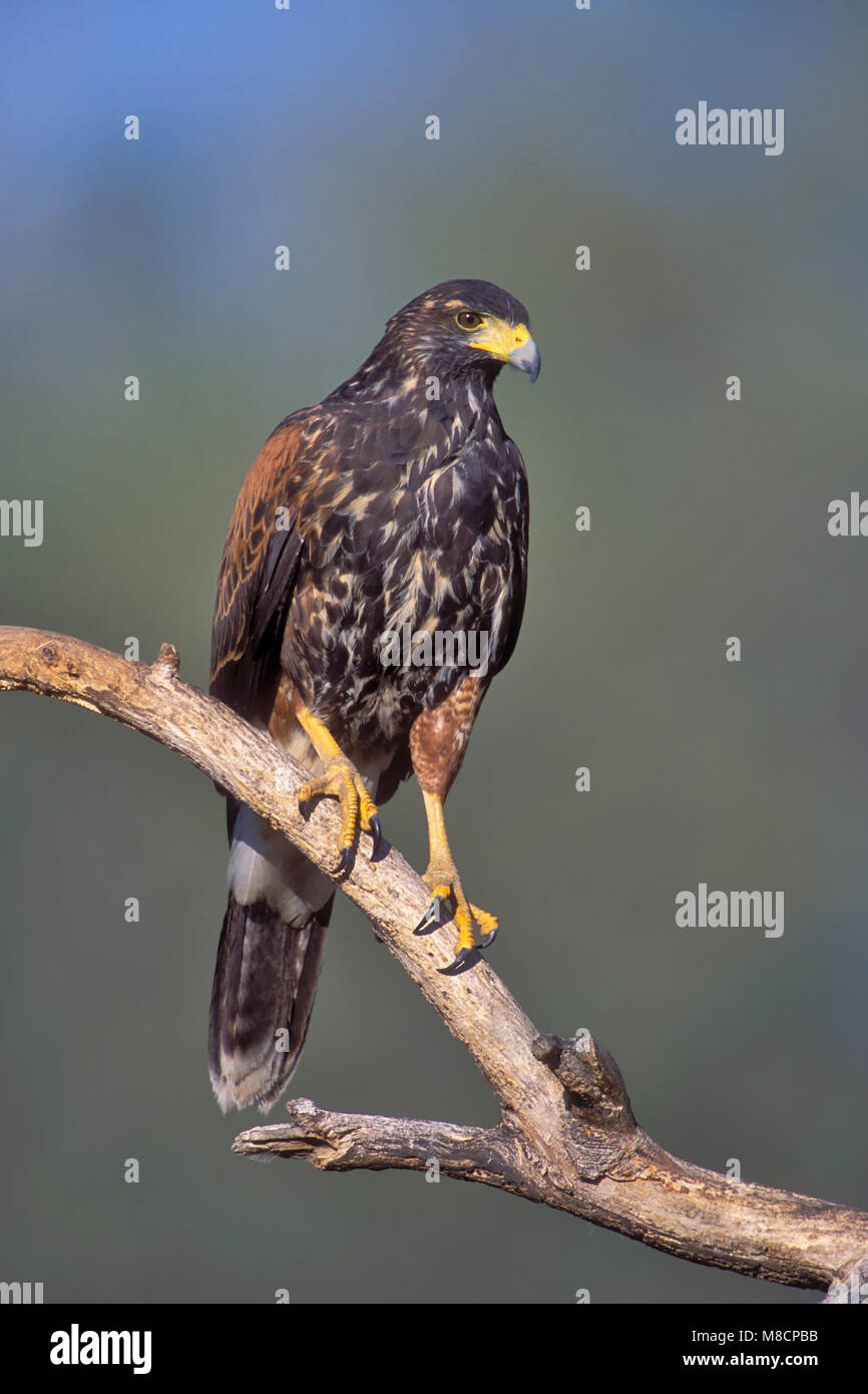 Juvenile harriss hawk hi-res stock photography and images - Alamy