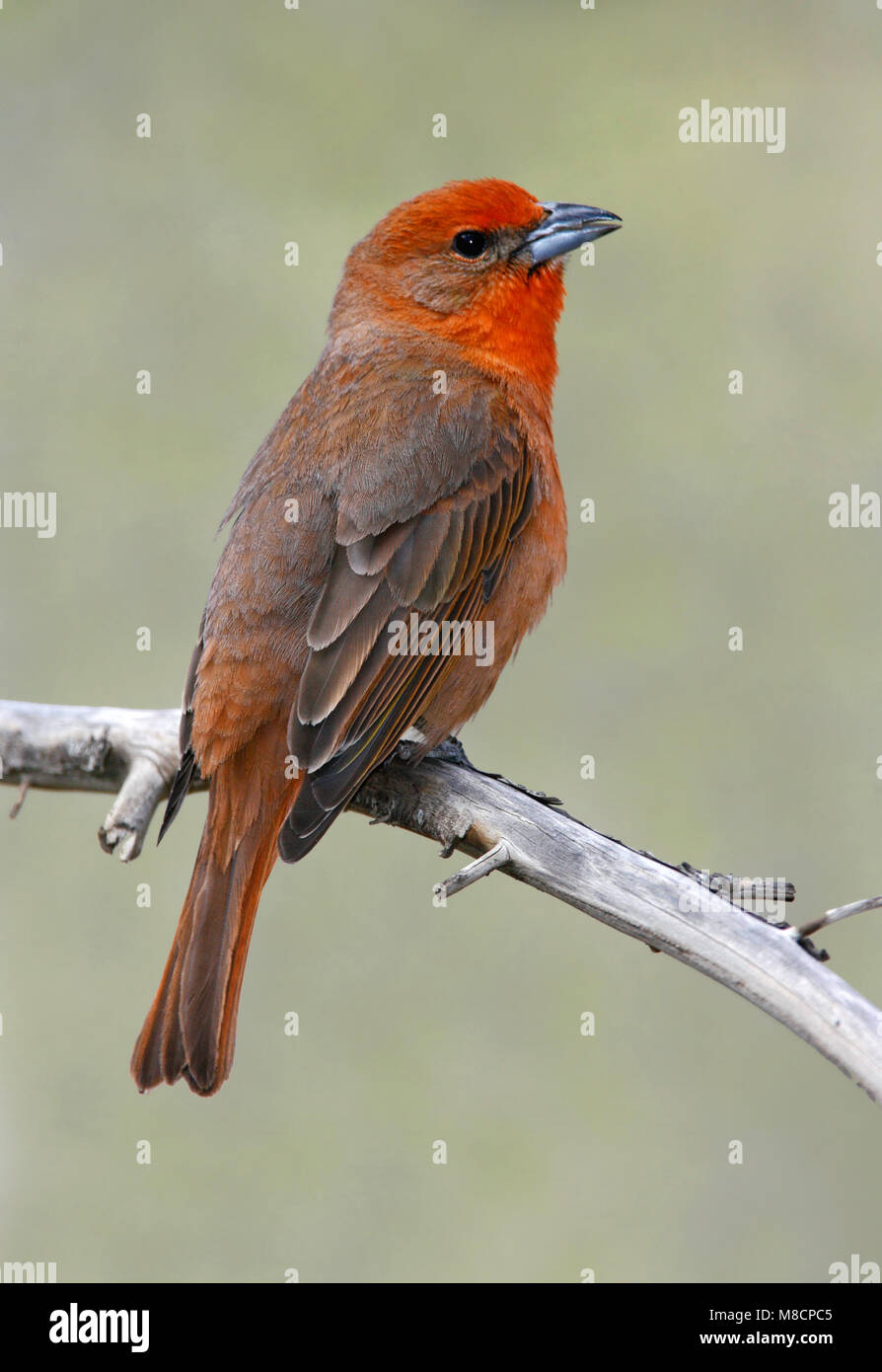 Laaglandlevertangare hi-res stock photography and images - Alamy