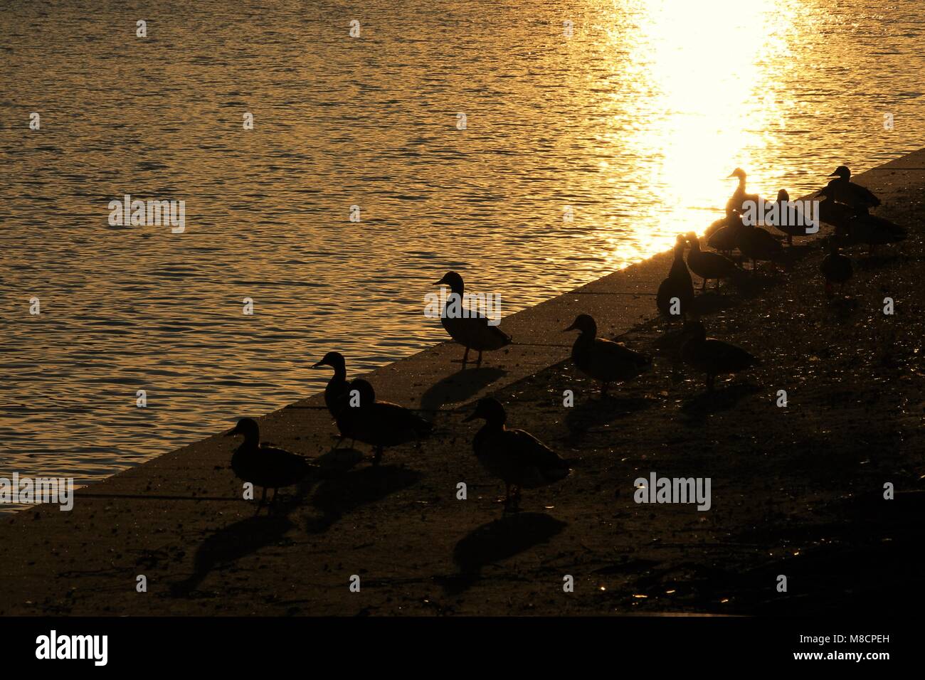Duck sunset water silhouette hi-res stock photography and images - Alamy