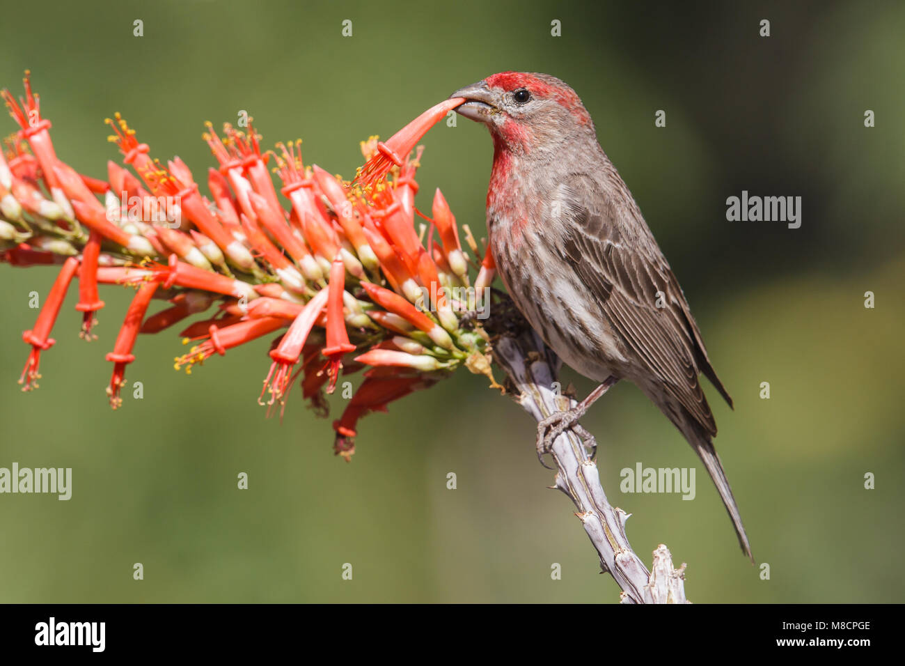 Mexicaanse roodmus hi-res stock photography and images - Alamy