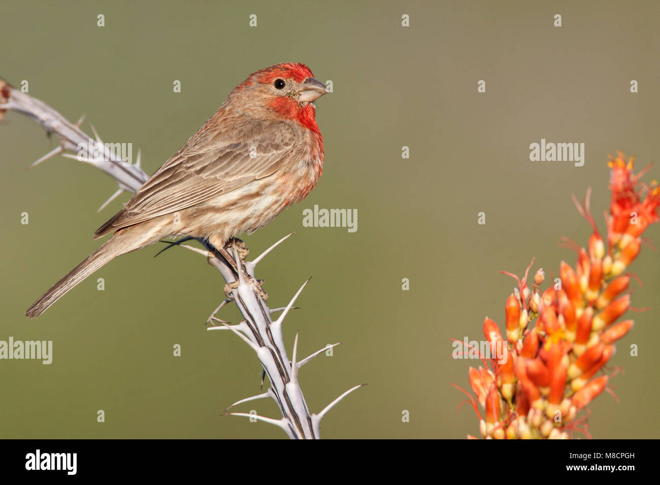 Mexicaanse roodmus hi-res stock photography and images - Alamy