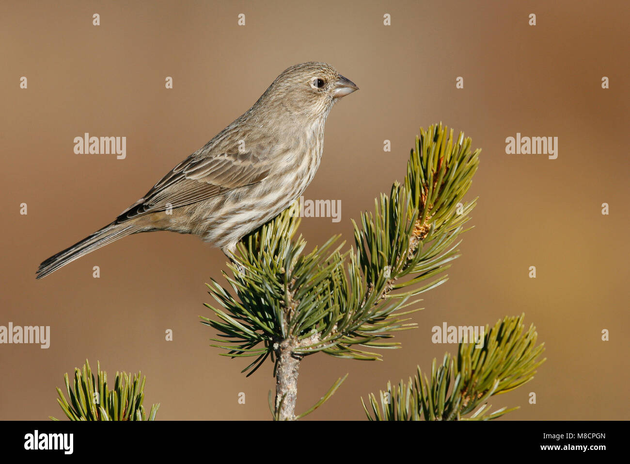 Mexicaanse roodmus hi-res stock photography and images - Alamy