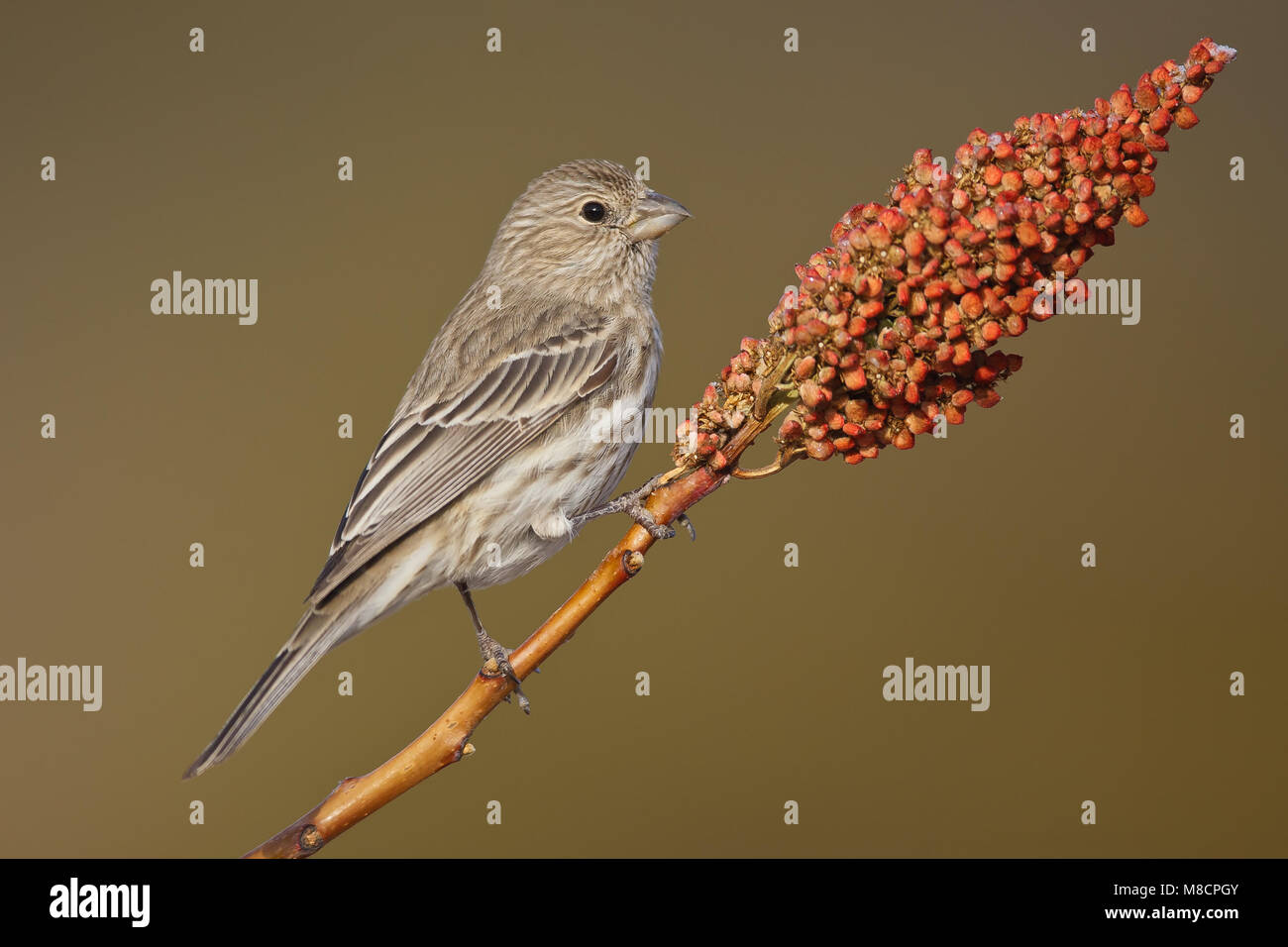 Mexicaanse roodmus hi-res stock photography and images - Alamy