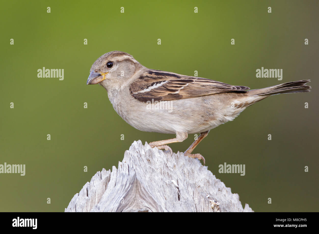 April kimble hi-res stock photography and images - Alamy