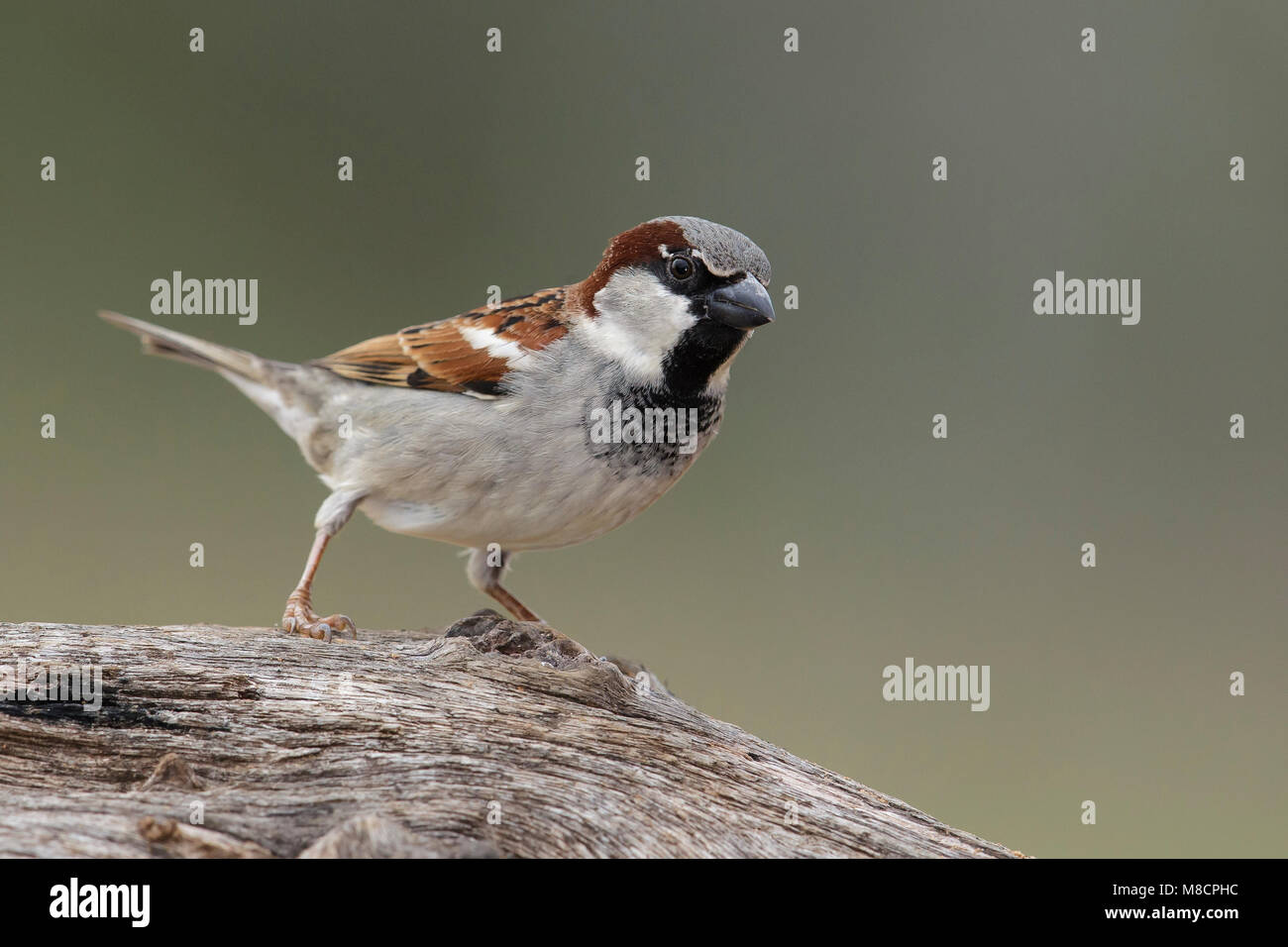 Passer breeding hi-res stock photography and images - Alamy
