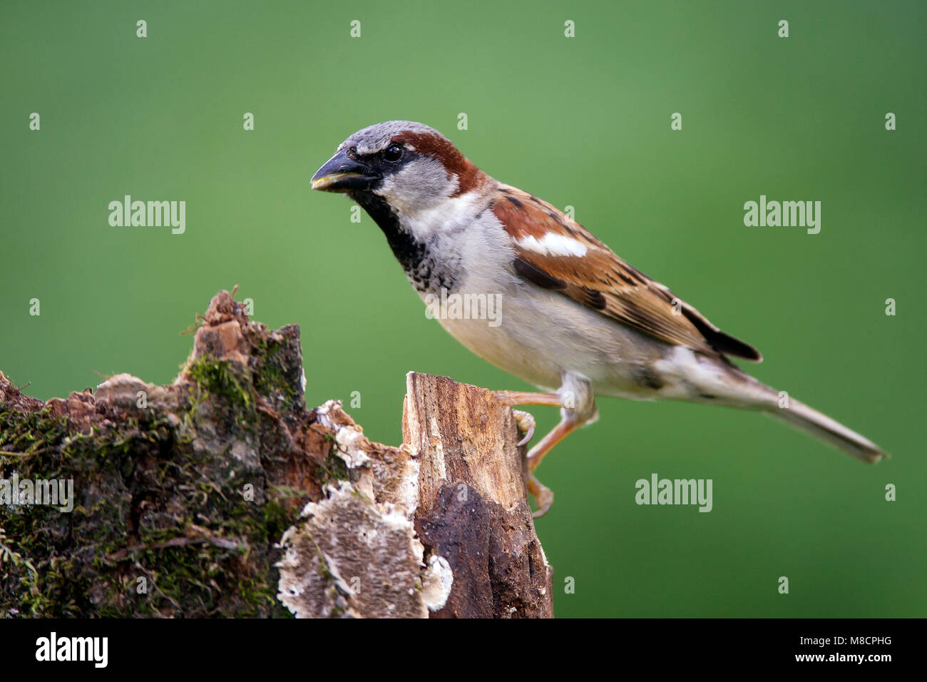 Male breeding house sparrow hi-res stock photography and images - Alamy