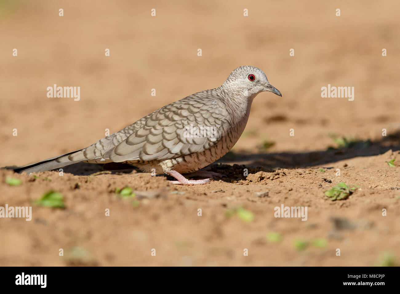 Inca dove columbina inca hi-res stock photography and images - Alamy