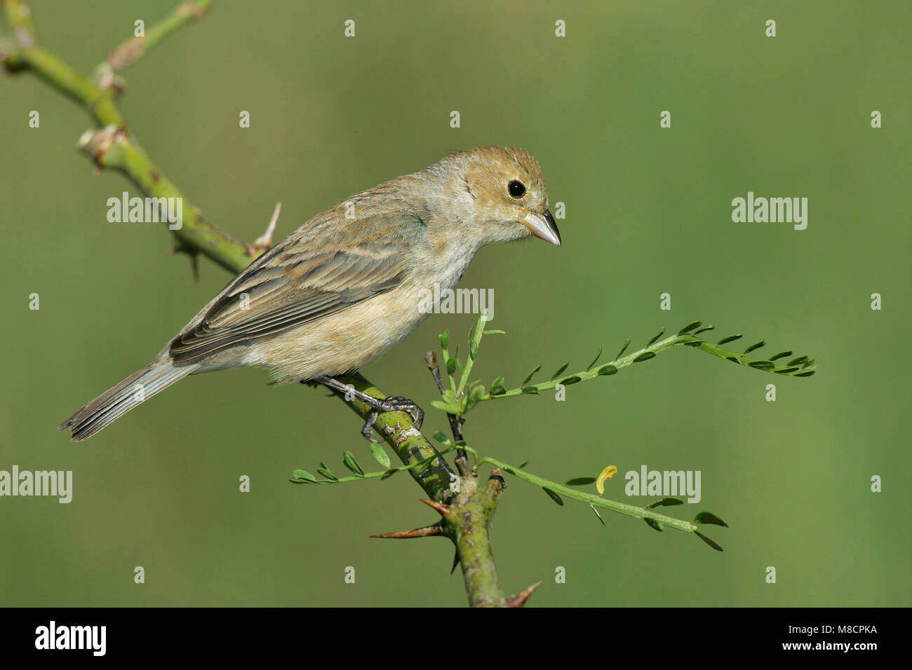 Female indigo bunting hi-res stock photography and images - Alamy