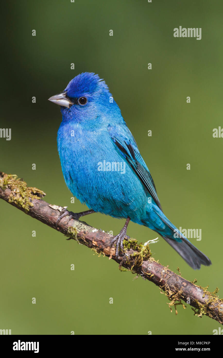 Indigo bird hi-res stock photography and images - Alamy