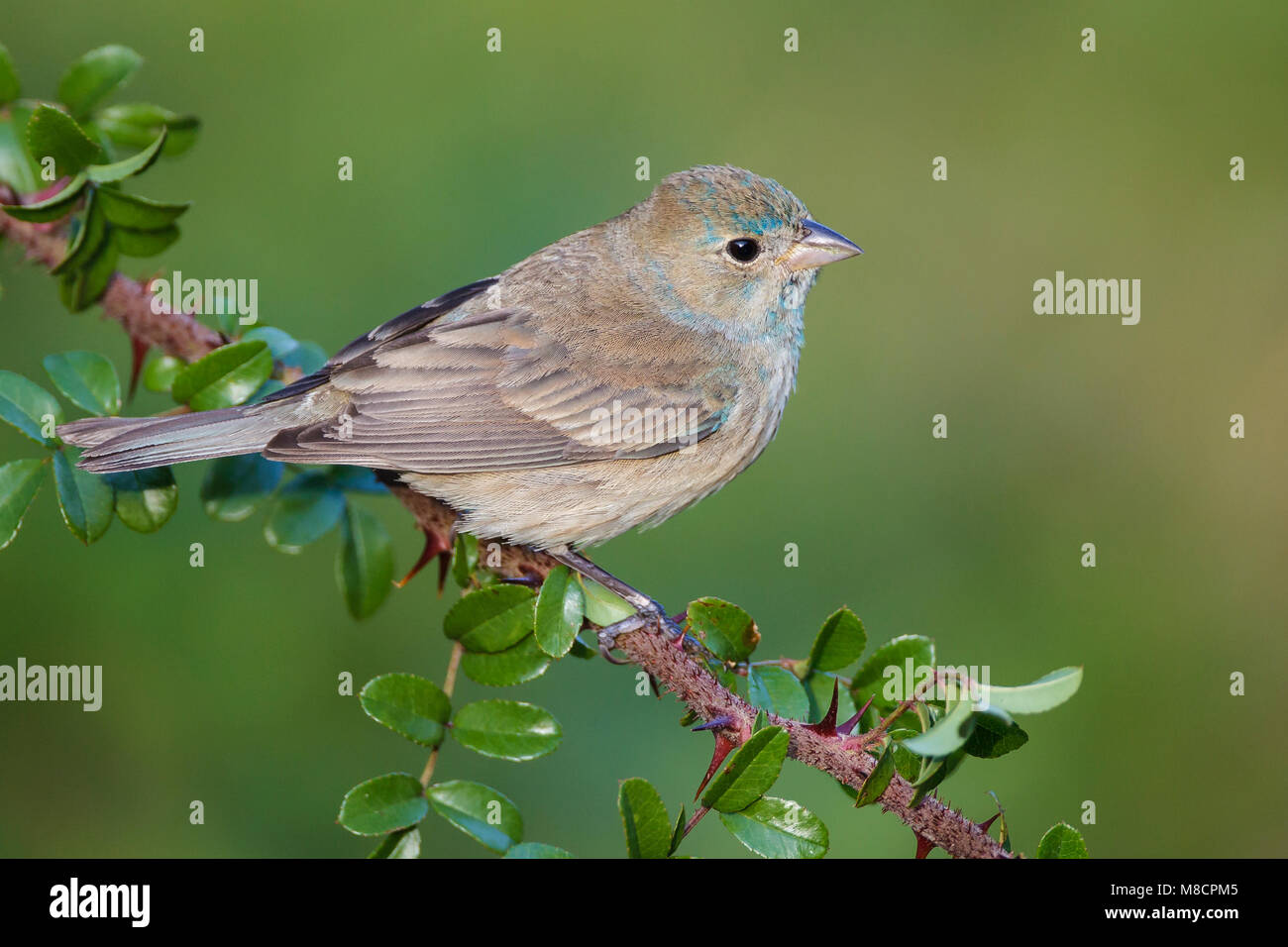 1st spring male Galveston Co., TX April 2012 Stock Photo - Alamy