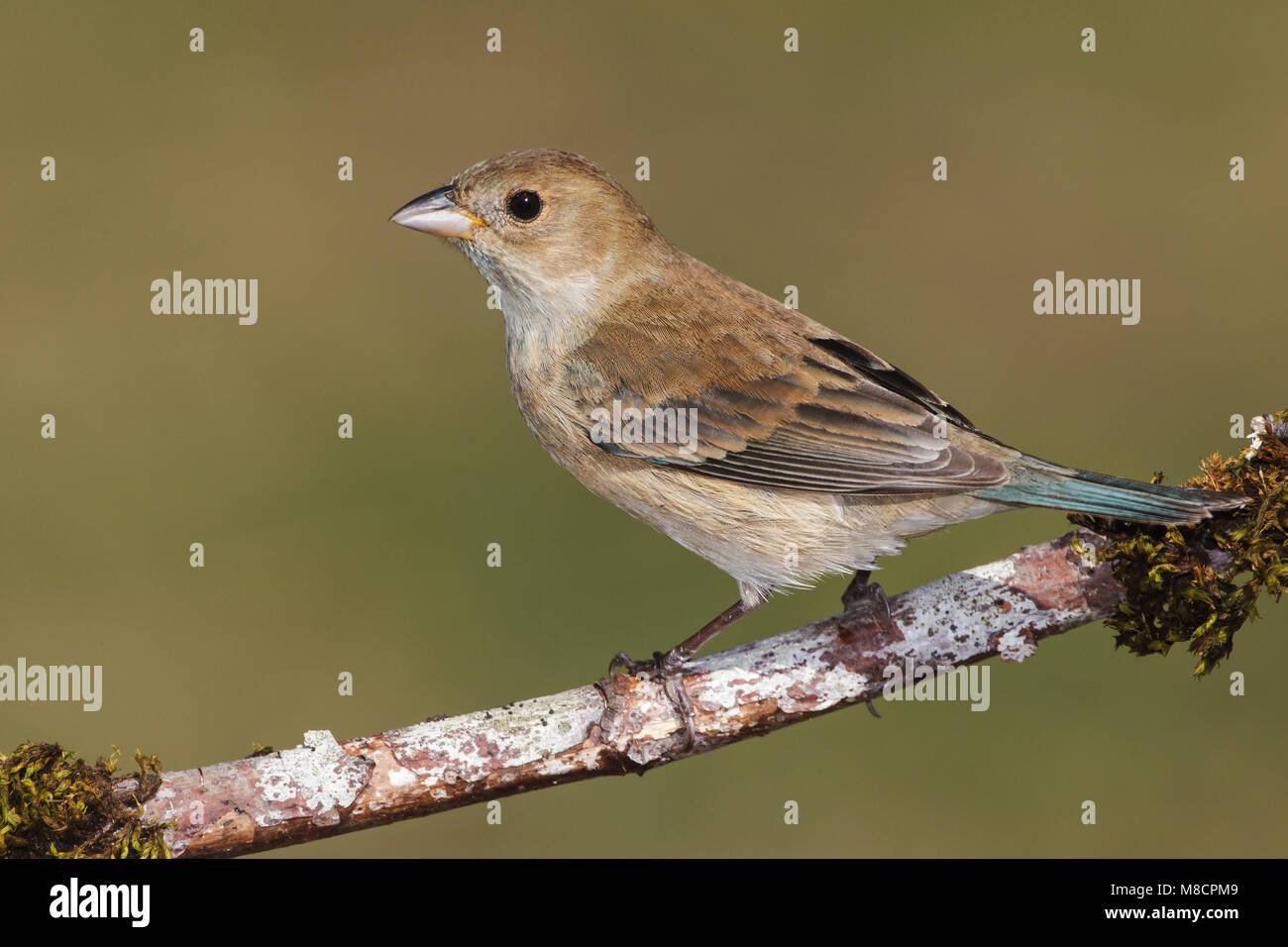 Female indigo bunting hi-res stock photography and images - Alamy