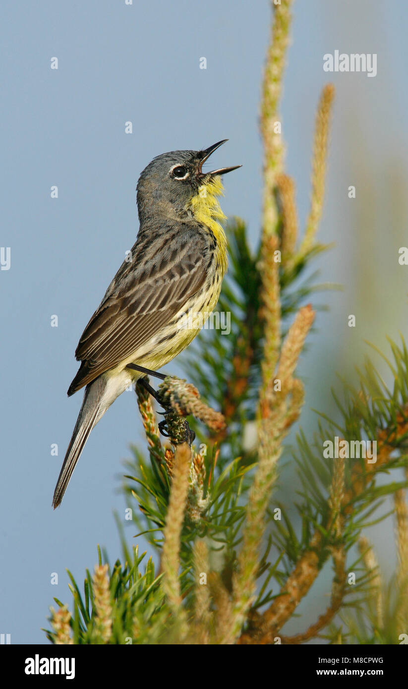 Ogemaw hi-res stock photography and images - Alamy