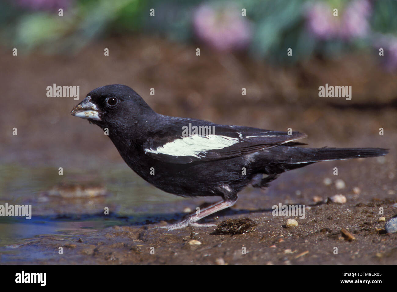 Adult male breeding Weld Co., CO June 2000 Stock Photo - Alamy