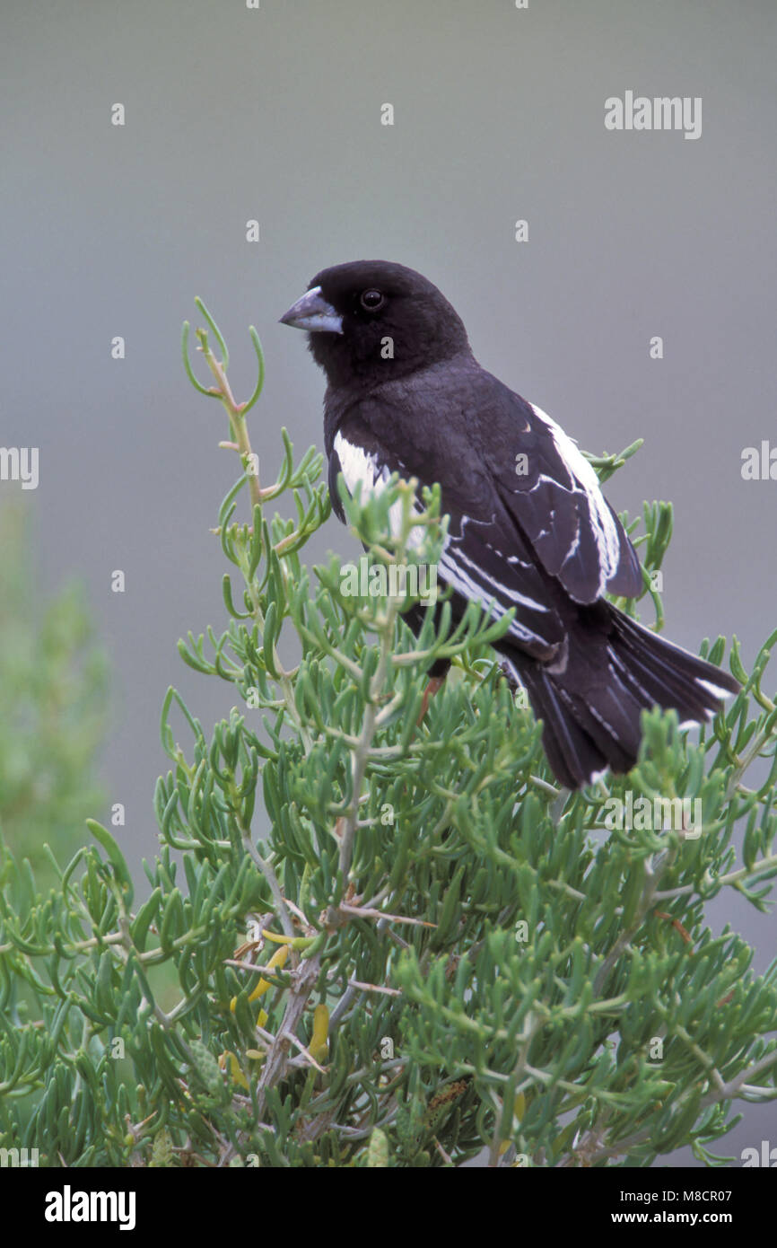 Adult male breeding Weld Co., CO June 2000 Stock Photo - Alamy