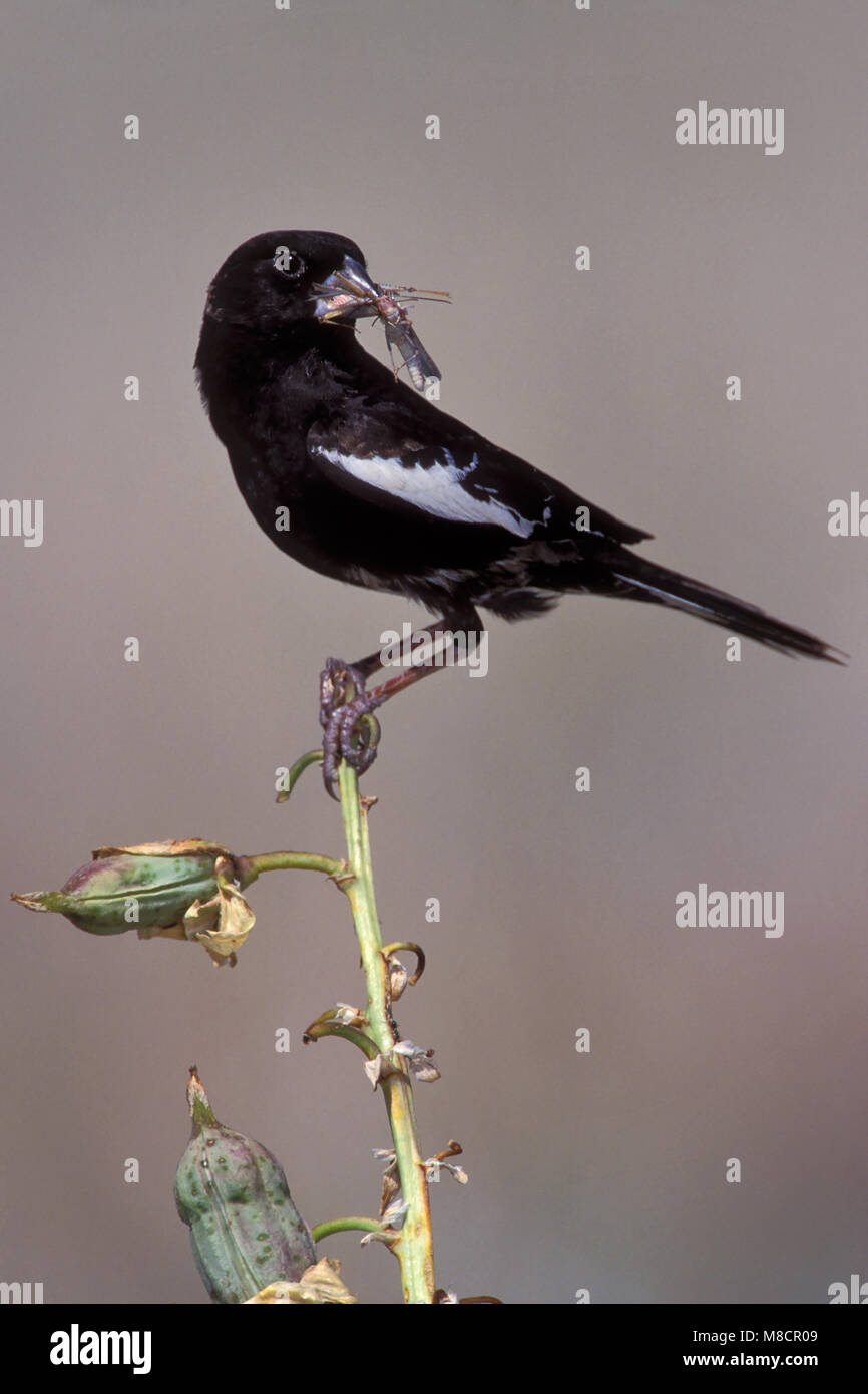 Adult male breeding Weld Co., CO June 2000 Stock Photo - Alamy