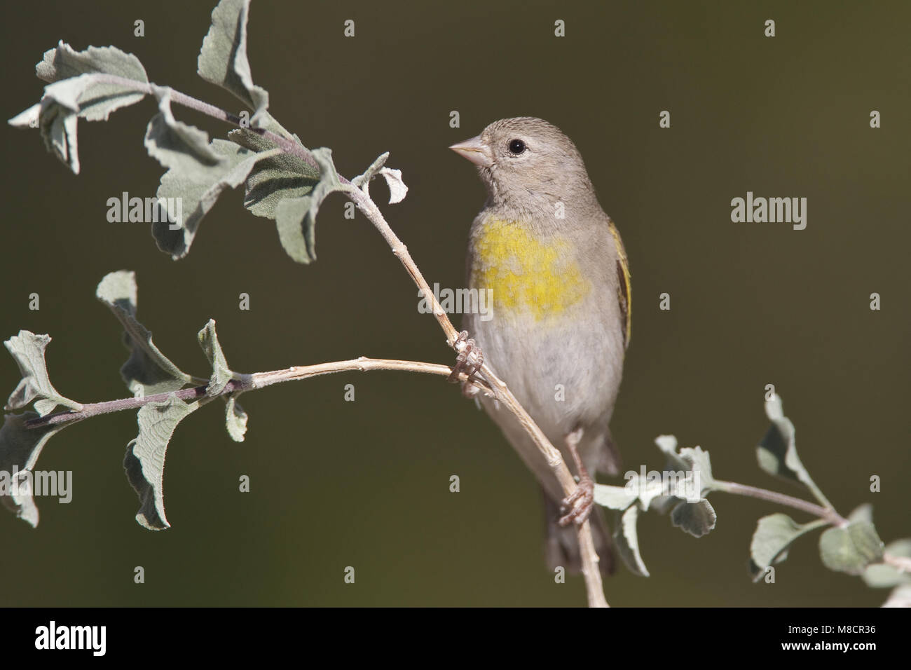 Female goldfinch hi-res stock photography and images - Alamy