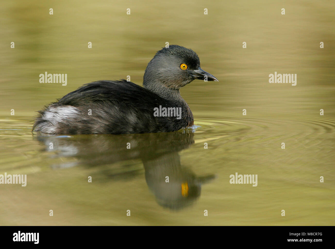 Adult bird swimming hi-res stock photography and images - Alamy