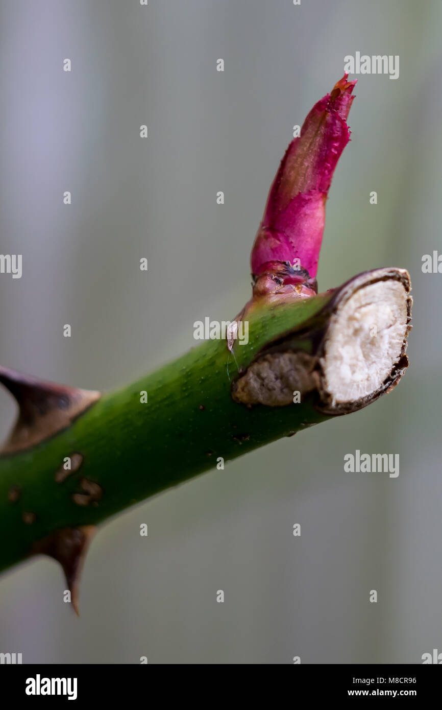 New shoots on a rose hi-res stock photography and images - Alamy