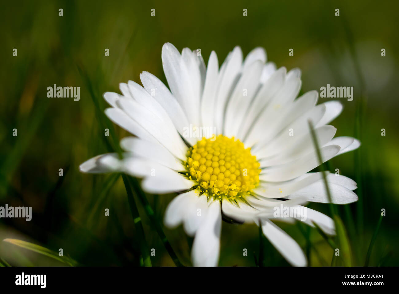 Common daisy leaves hi-res stock photography and images - Alamy