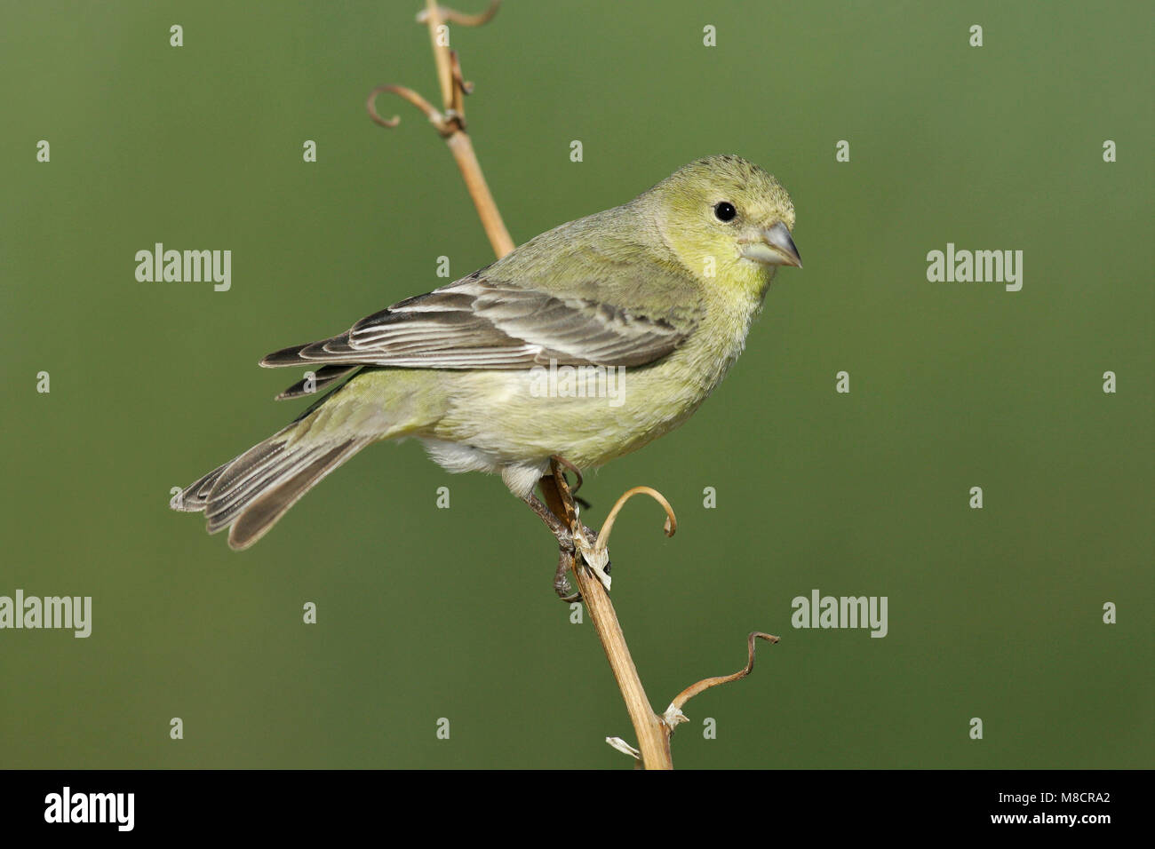 Female lesser goldfinch hi-res stock photography and images - Alamy