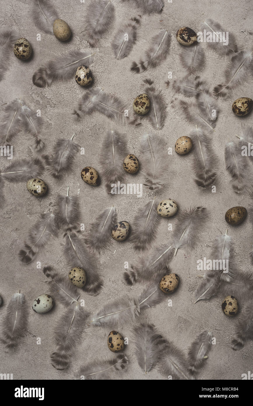 top view of quail eggs and feathers on concrete surface Stock Photo - Alamy