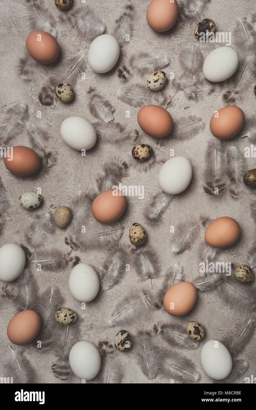 top view of chicken and quail eggs on concrete surface with feathers ...