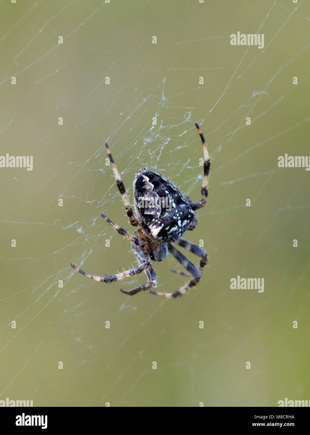 Garden Spider (Araneus diadematus). Hurst Meadows, East Molesey, Surrey ...