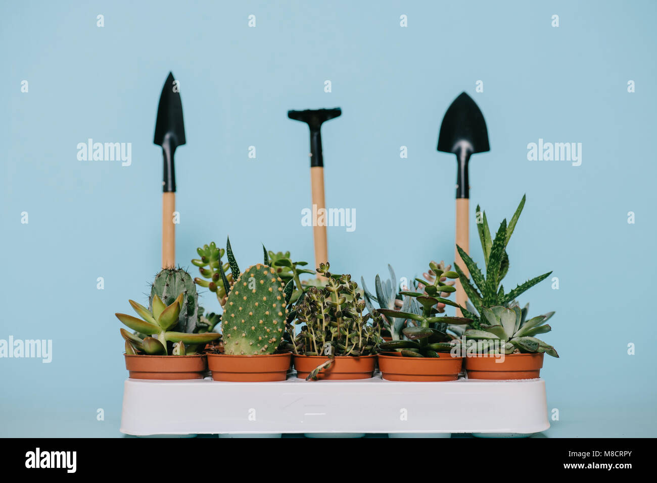 Succulents in pots hi-res stock photography and images - Alamy