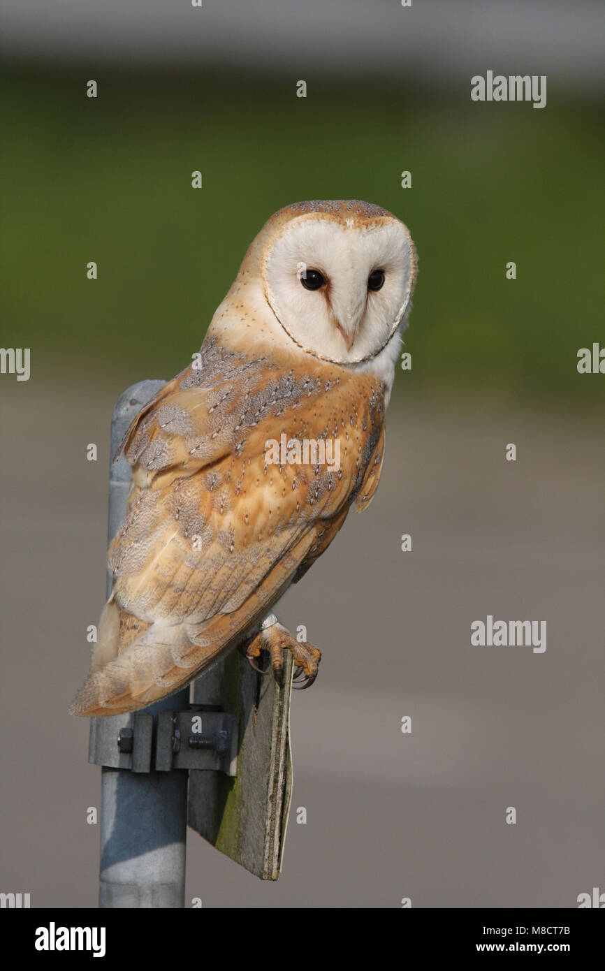 Kerkuil in zit; Common Barn Owl perched Stock Photo - Alamy
