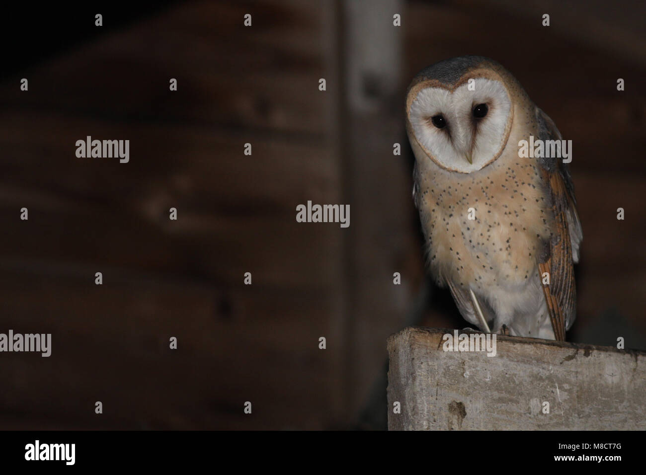 Kerkuil in een schuur; Barn Owl in a barn Stock Photo - Alamy