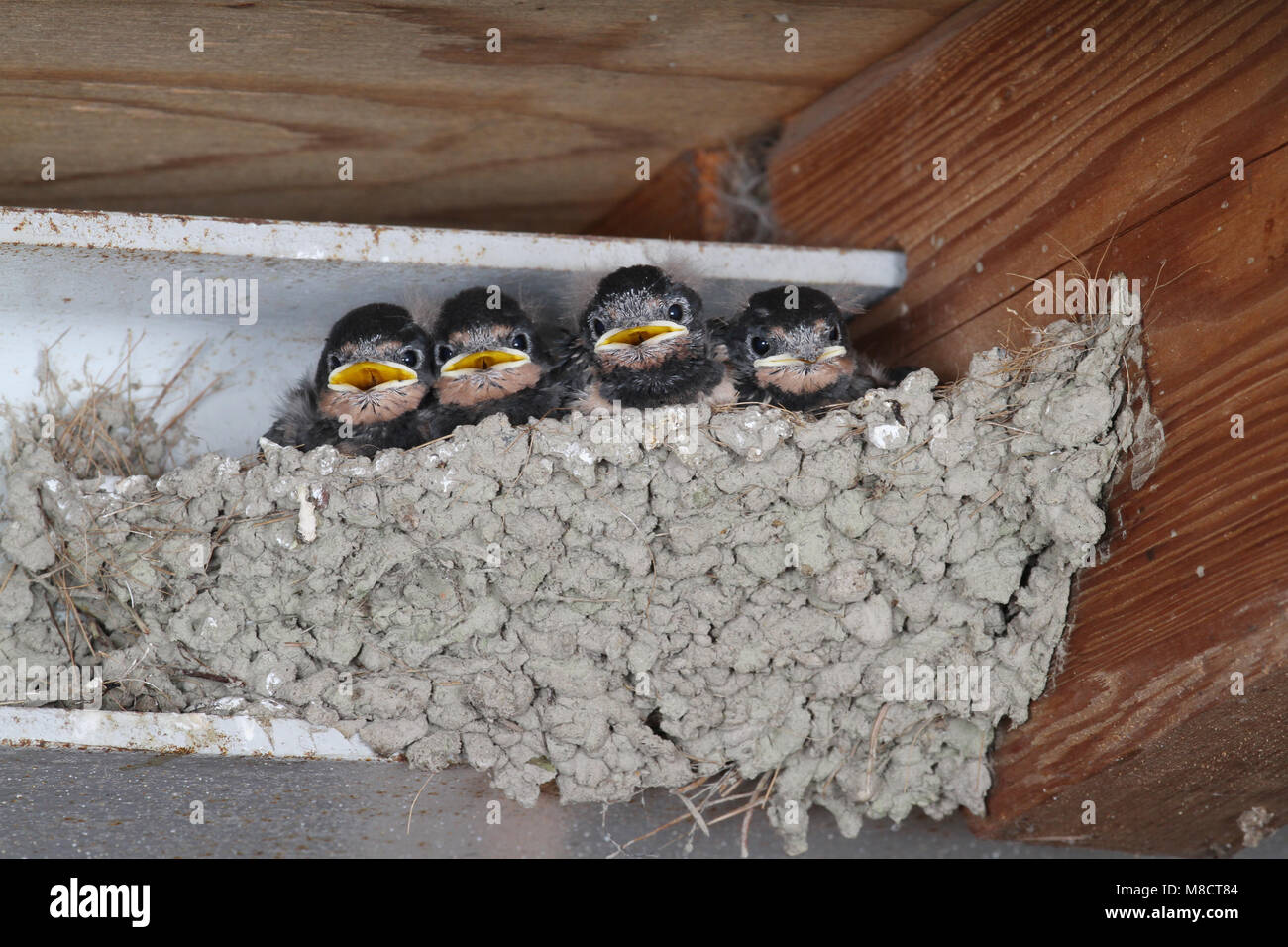 Boerenzwaluw op het nest; Barn Swallow at the nest Stock Photo - Alamy