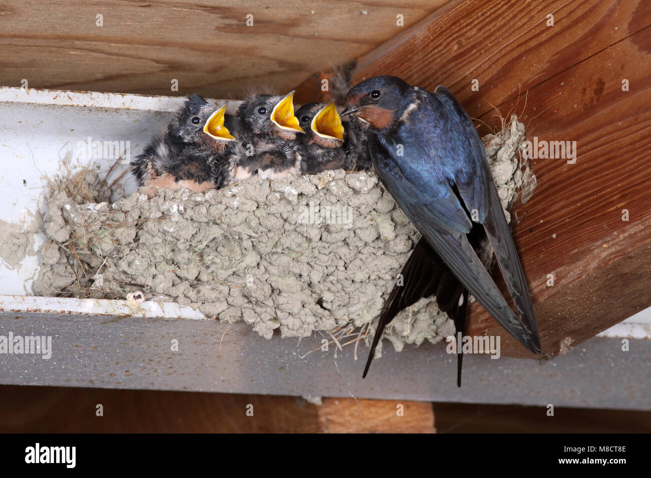 Boerenzwaluw op het nest; Barn Swallow at the nest Stock Photo - Alamy