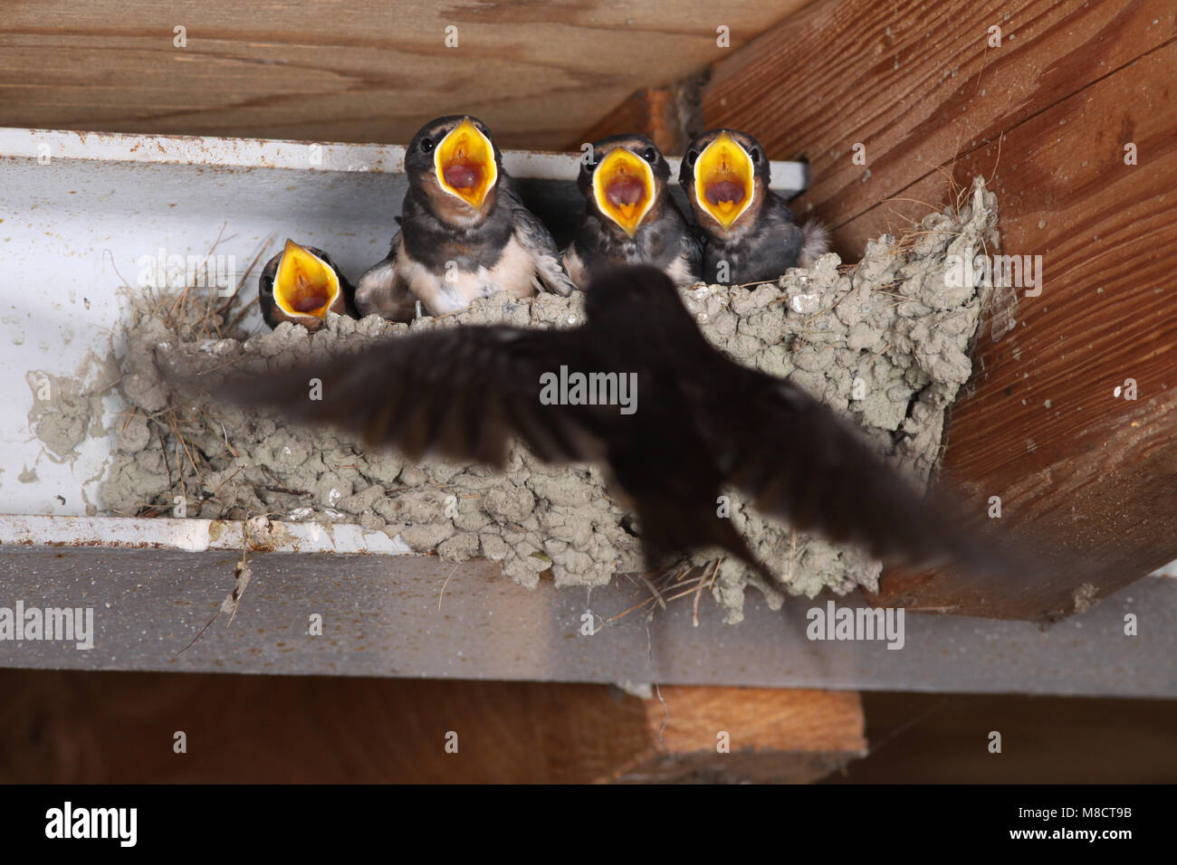 Swallow Nest Stock Photos & Swallow Nest Stock Images - Alamy