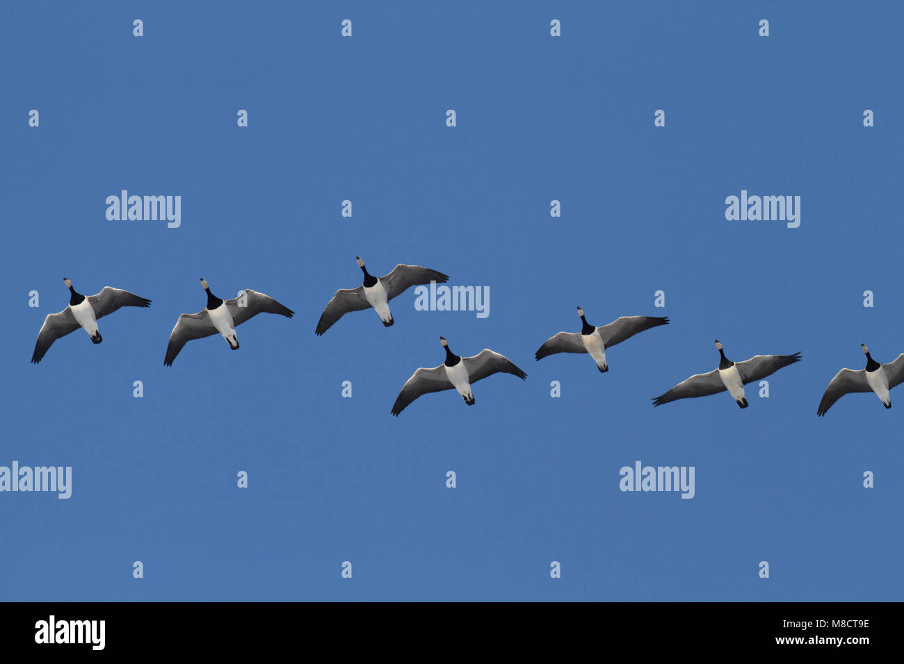 Groep overwinterende Brandganzen in de vlucht; Group of wintering ...