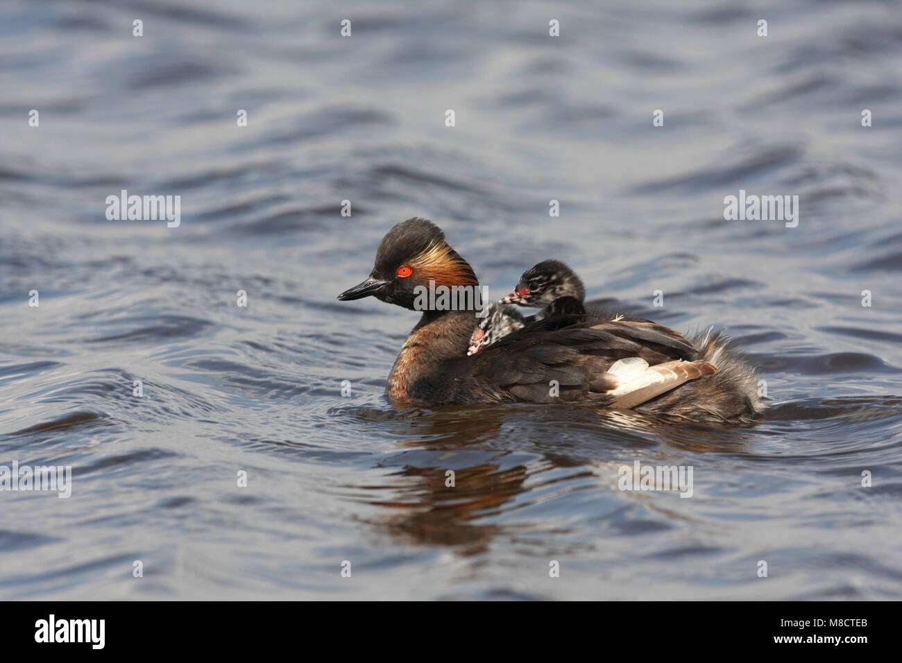 Geoorde Fuut met jong; Black-necked Grebe pair with young Stock Photo ...