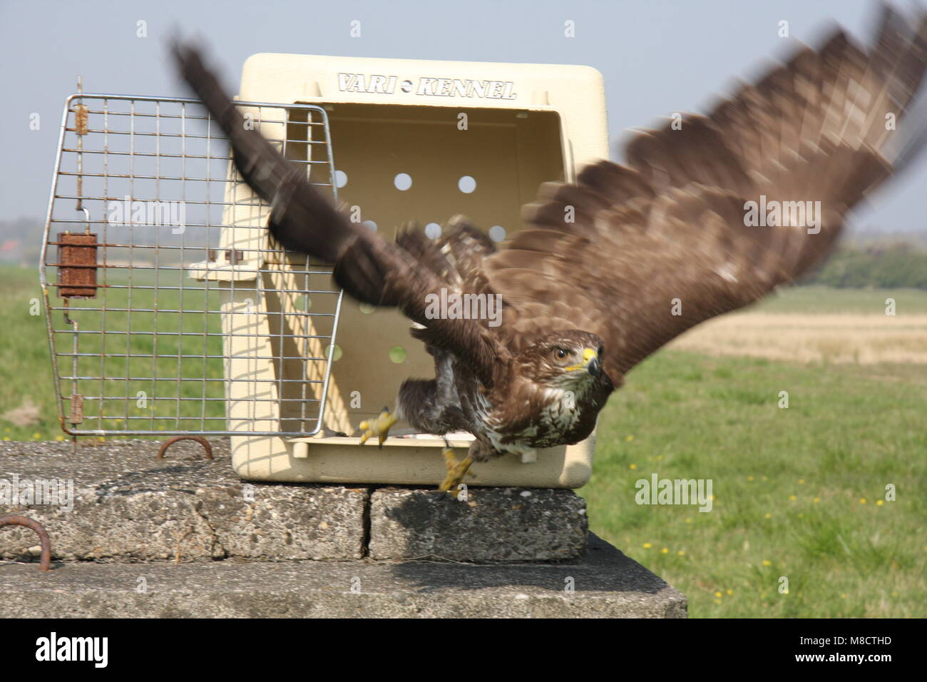 Captive buteo buteo buzzard common buzzard hi-res stock photography and images - Alamy