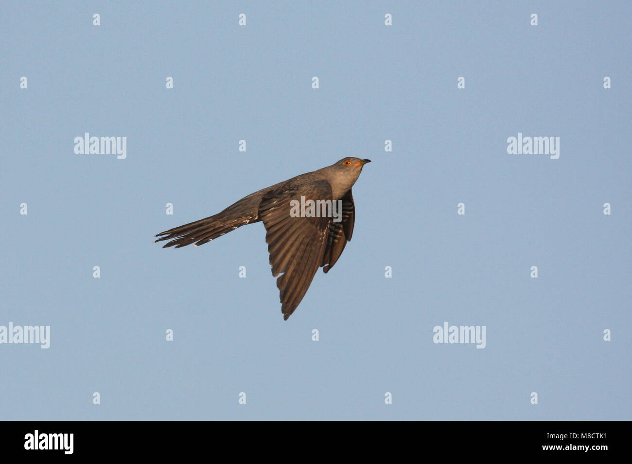 Koekoek in de vlucht; Common Cuckoo in flight Stock Photo - Alamy
