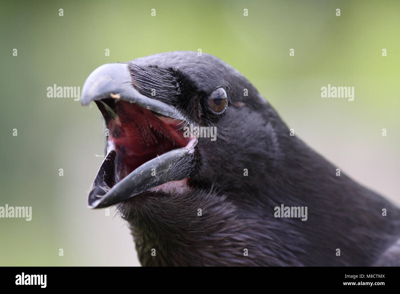 Raaf close-up; Common Raven close up Stock Photo - Alamy