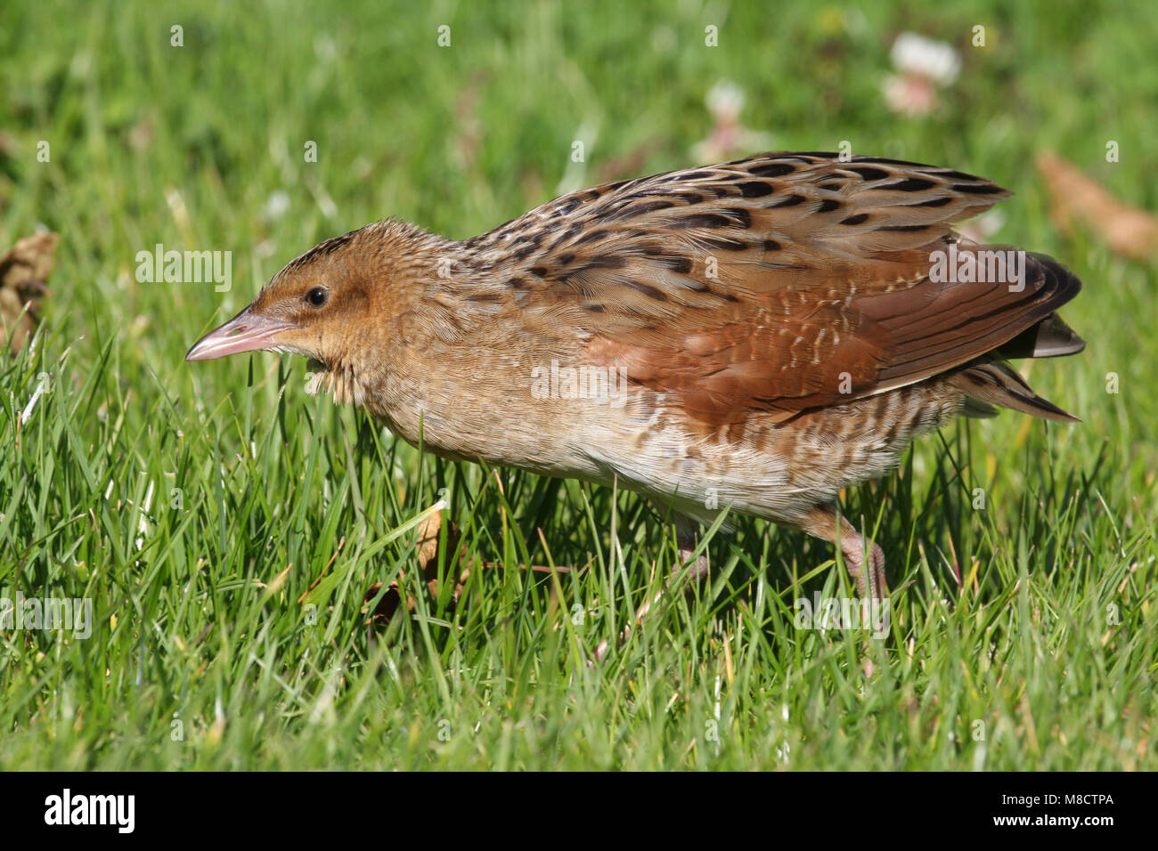 Corn Crake, Kwartelkoning Stock Photo - Alamy