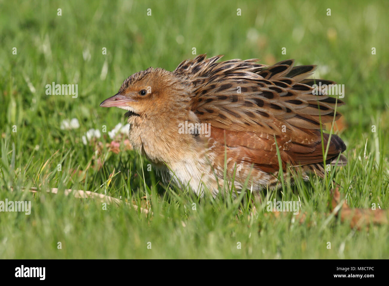 Corn crake crex crex hi-res stock photography and images - Alamy