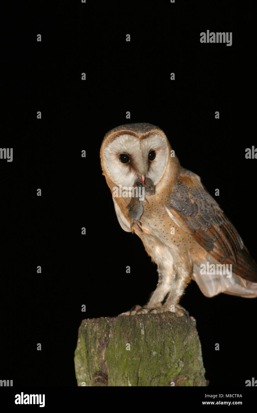 Kerkuil met muis; Dark Barn Owl with mouse Stock Photo - Alamy